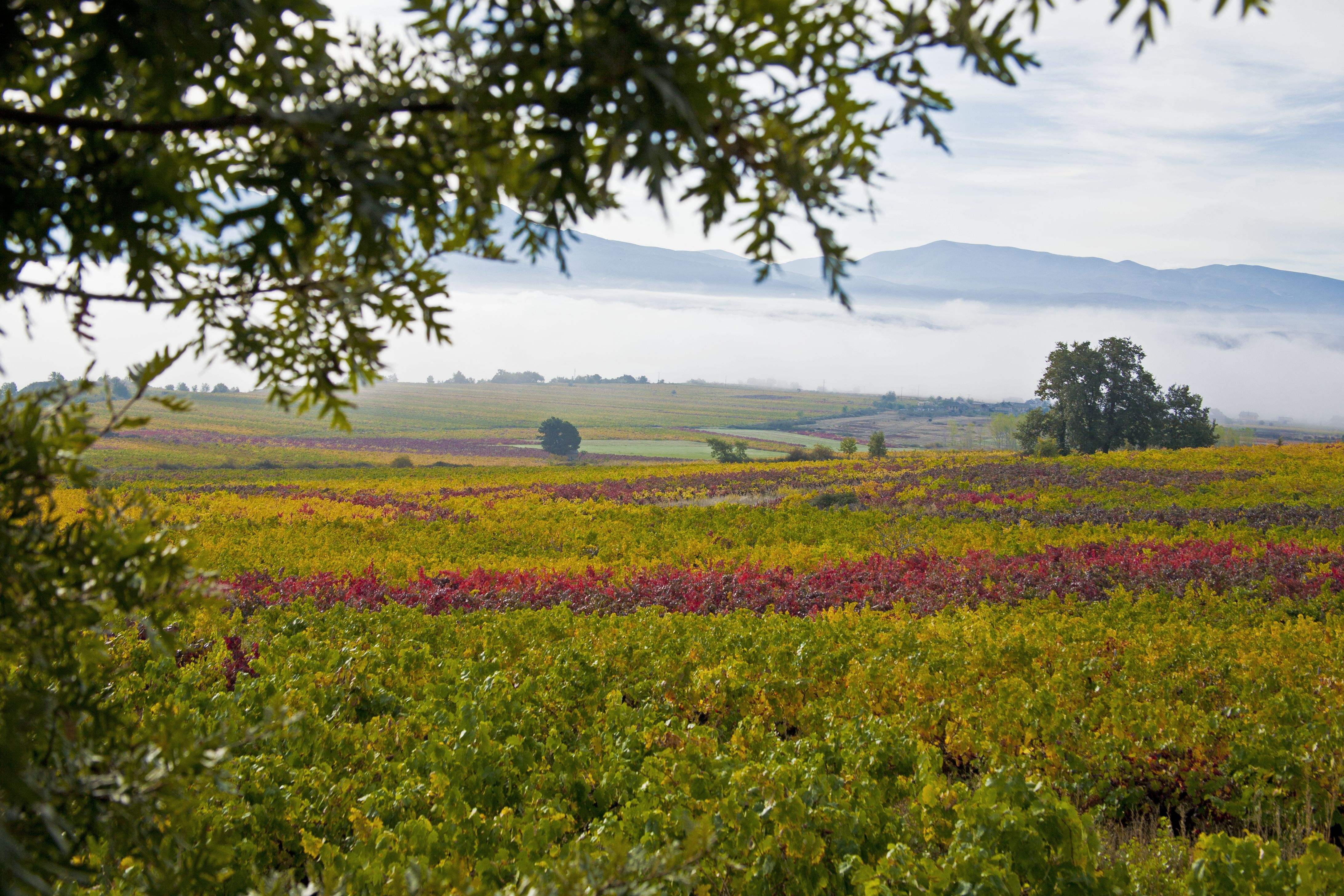Récord de ventas de la do Bierzo: más de nueve millones de botellas ...