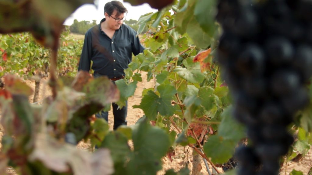 Un Vino de Pago debe transmitir su terroir único | 5barricas